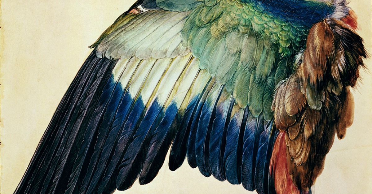 Animals: Wing of a Blue Roller | Lapham’s Quarterly